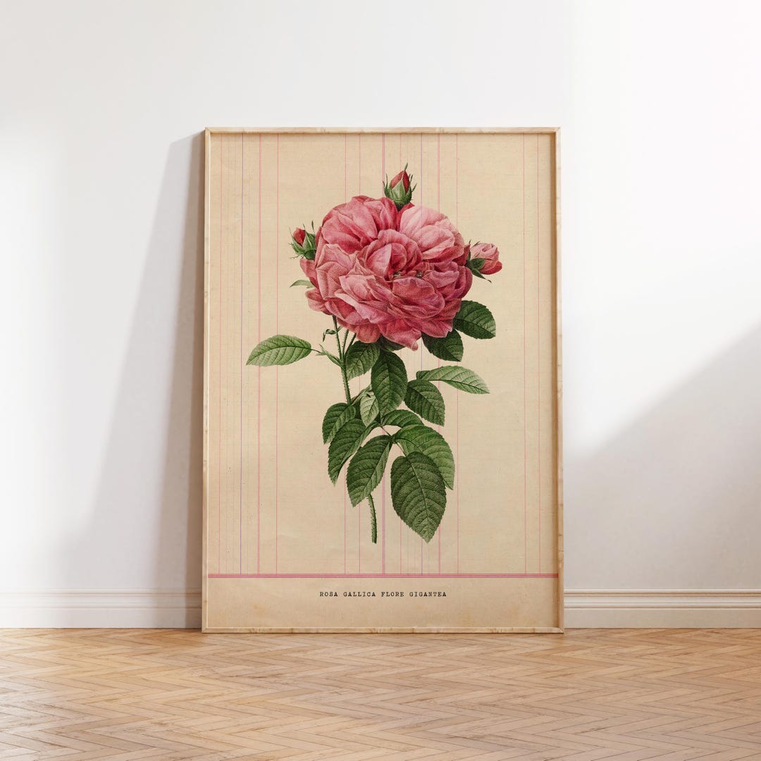 Retro Roses Provins Rose Illustration Poster, Antique Provins Rose Art ...