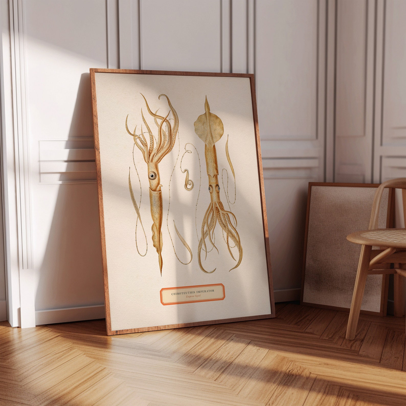 Emperor Squid Illustration Poster, Antique Emperor Squid Art Print ...