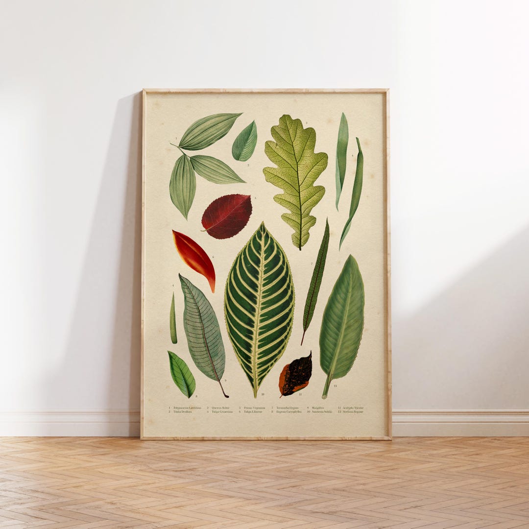 Vintage Leaves Illustration Poster Digital Download Polygonatum ...