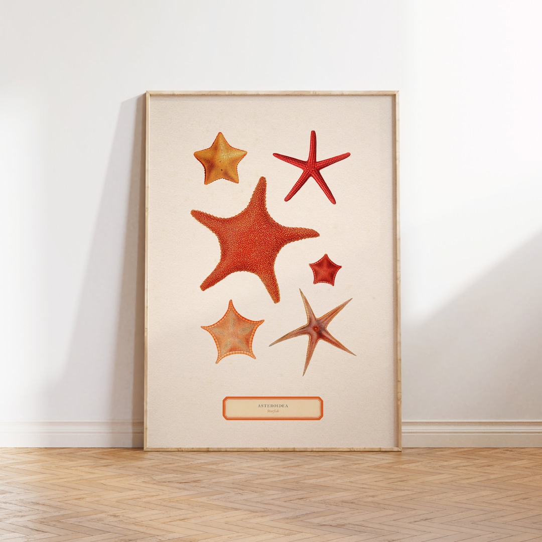Starfish Illustration Poster, Antique Starfish Art Print, Vintage ...