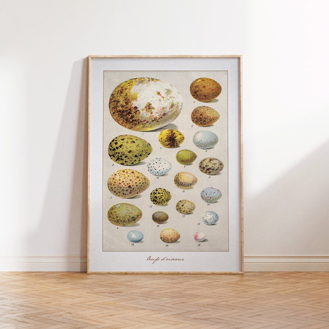 Vintage Bird Eggs Illustration Poster Antique Bird Egg Art Print Vintage Eggs Digital Download
