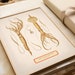 Emperor Squid Illustration Poster, Antique Emperor Squid Art Print ...