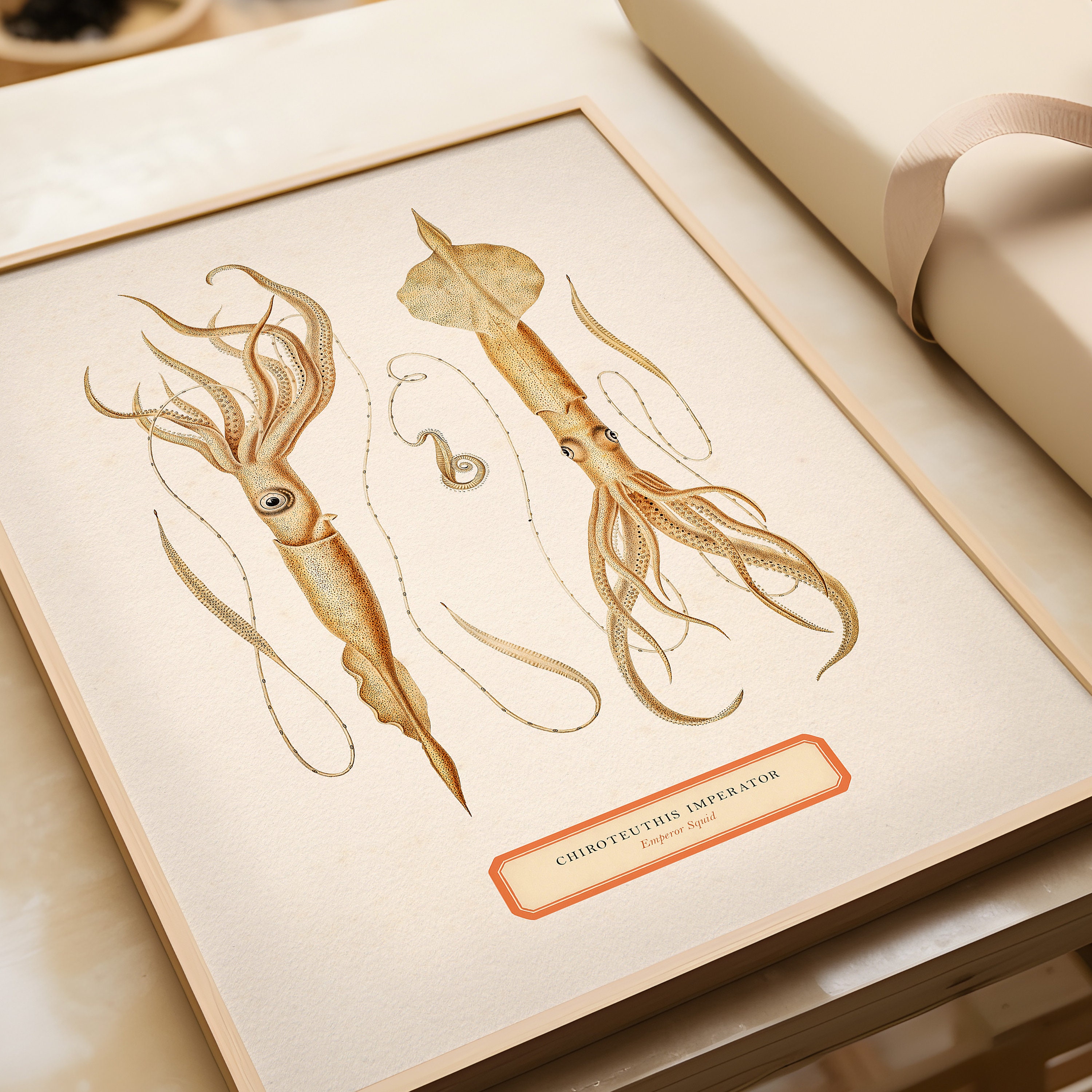 Emperor Squid Illustration Poster, Antique Emperor Squid Art Print ...