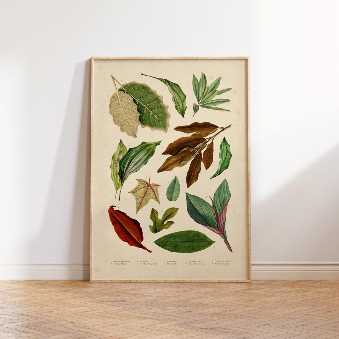 Vintage Leaves Illustration Poster Digital Download Solanum Marginatum ...