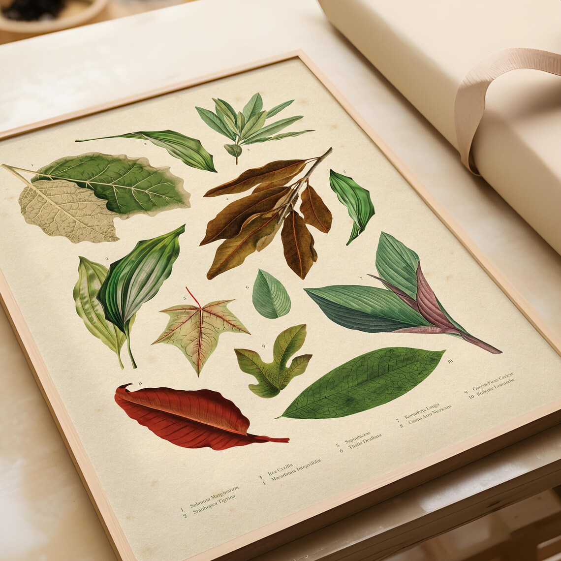 Vintage Leaves Illustration Poster Digital Download Solanum Marginatum ...