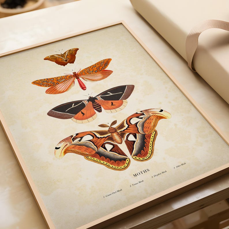 Moths Illustration Poster Download, Antique Moths Art Print, Vintage ...