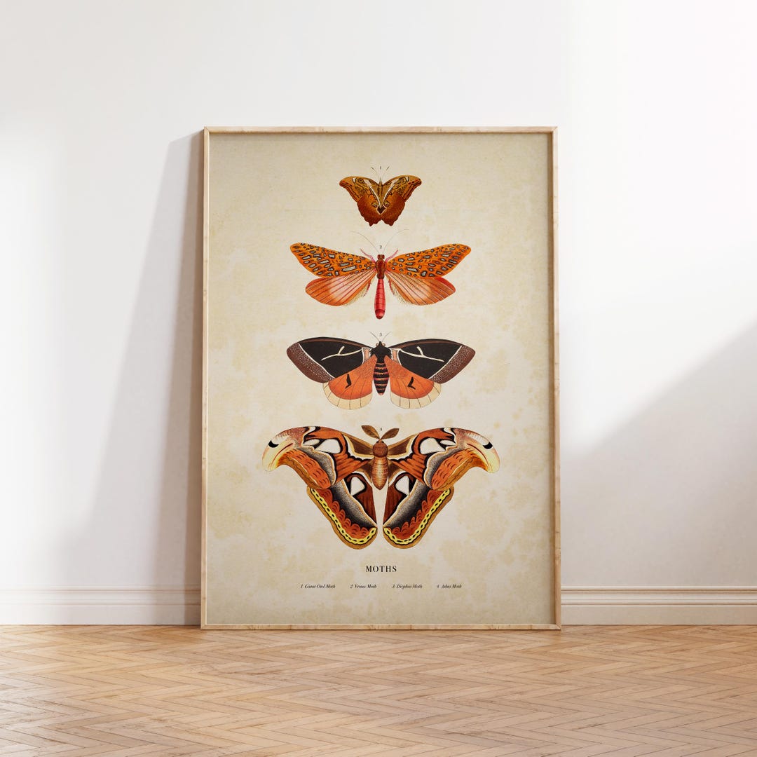 Moths Illustration Poster Download, Antique Moths Art Print, Vintage ...