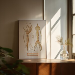 Emperor Squid Illustration Poster, Antique Emperor Squid Art Print ...