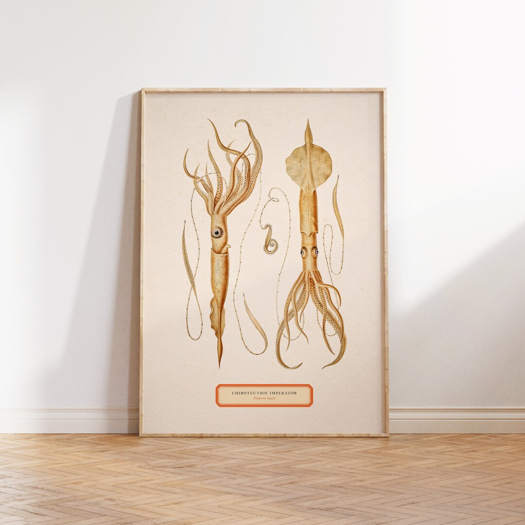 Emperor Squid Illustration Poster, Antique Emperor Squid Art Print ...