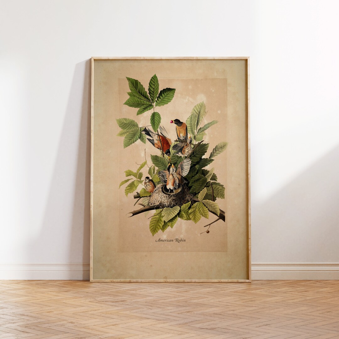 Vintage American Robin Illustration Poster, Antique American Robin Art ...