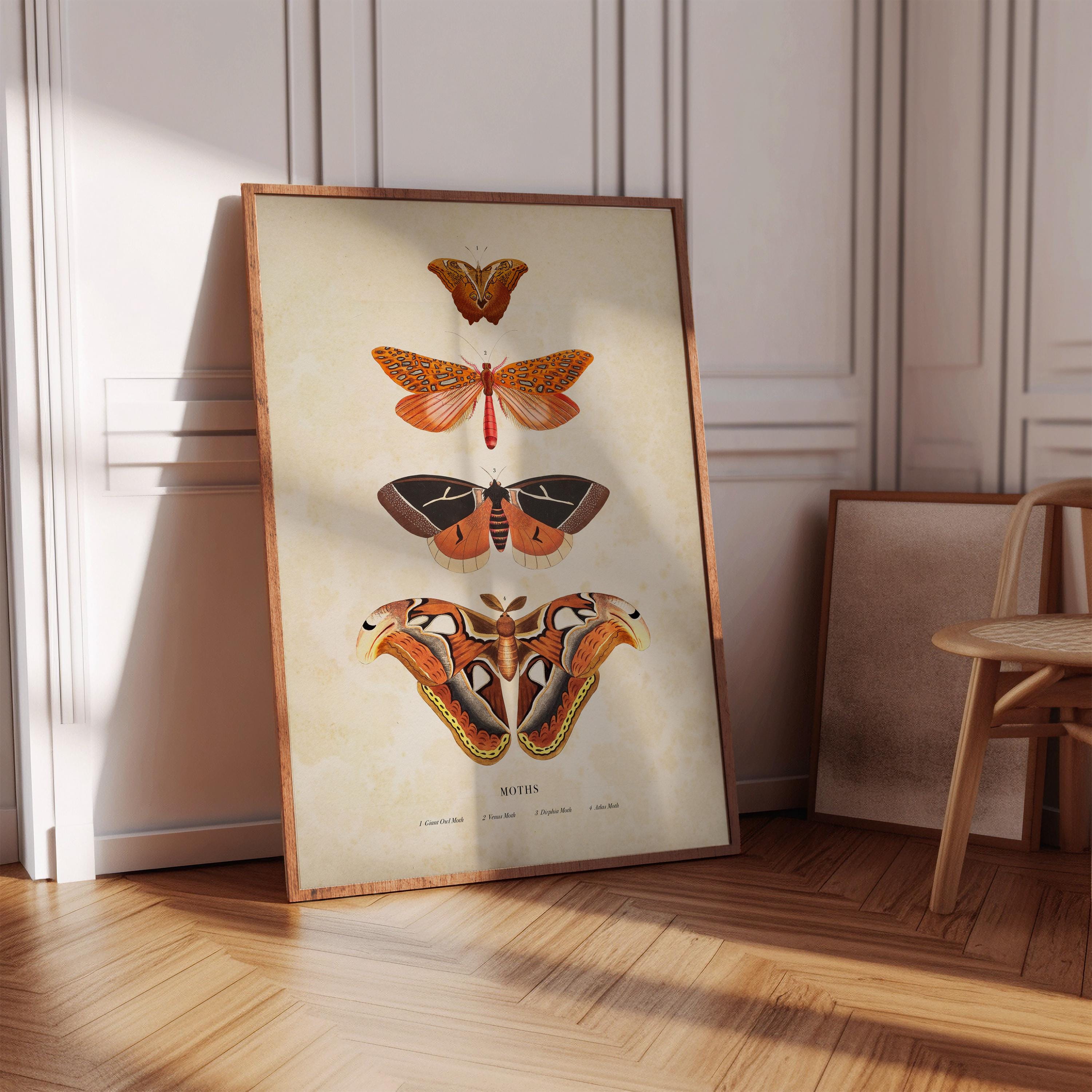 Moths Illustration Poster Download, Antique Moths Art Print, Vintage ...