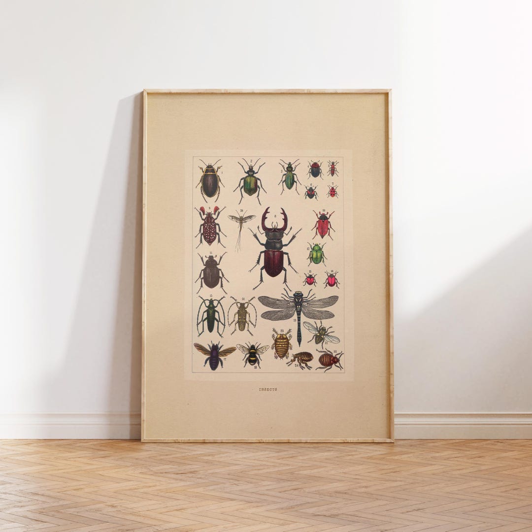 Insects Illustration Poster, Antique Insects Art Print, Vintage Insects ...