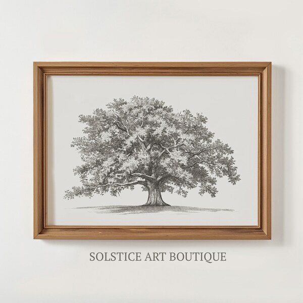 Vintage Oak Tree Sketch - Etsy