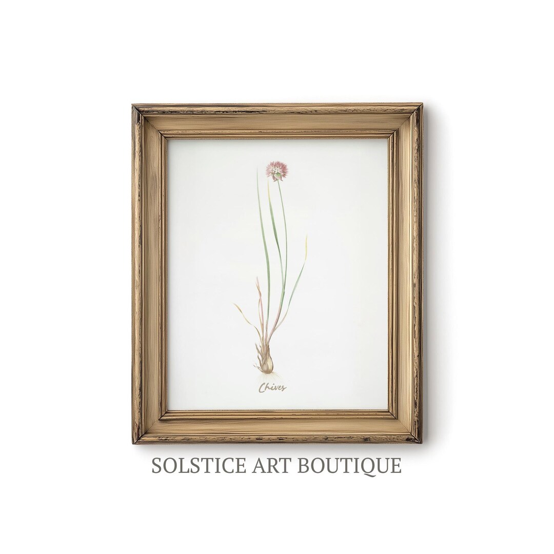 Vintage Botanical Drawing of Chives | Garden Herbs Bundle Sketch ...
