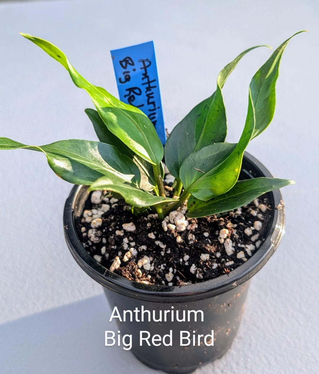 Anthurium Big Red Bird Starter Plant - Etsy