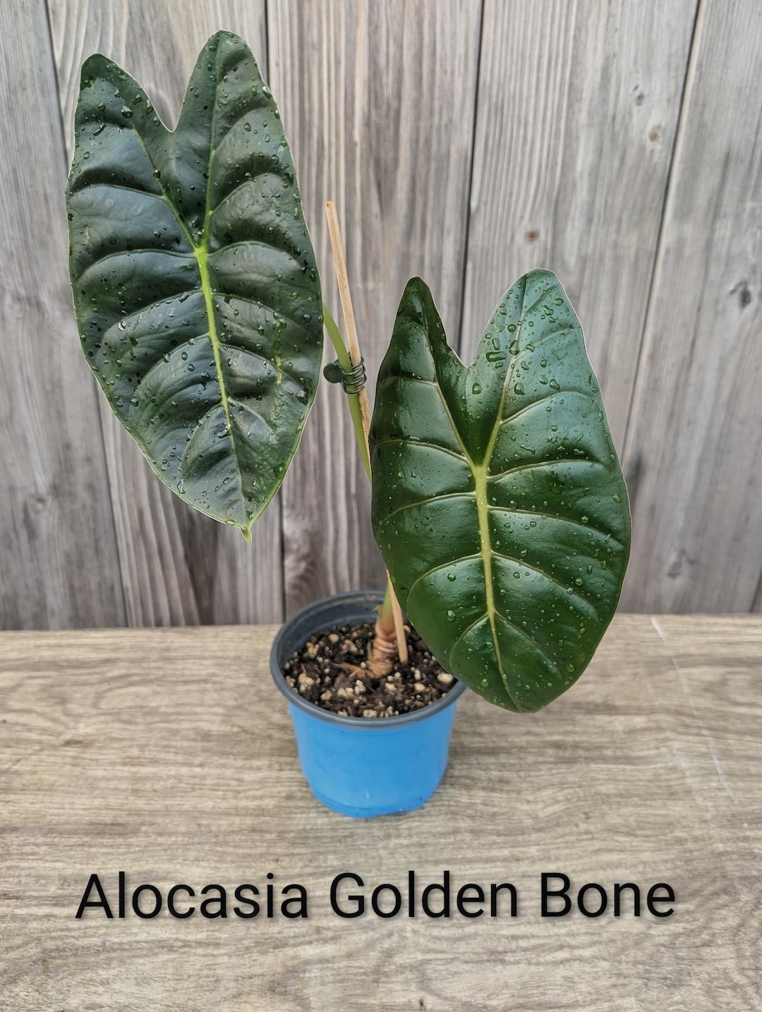 Alocasia Golden Bone - Etsy