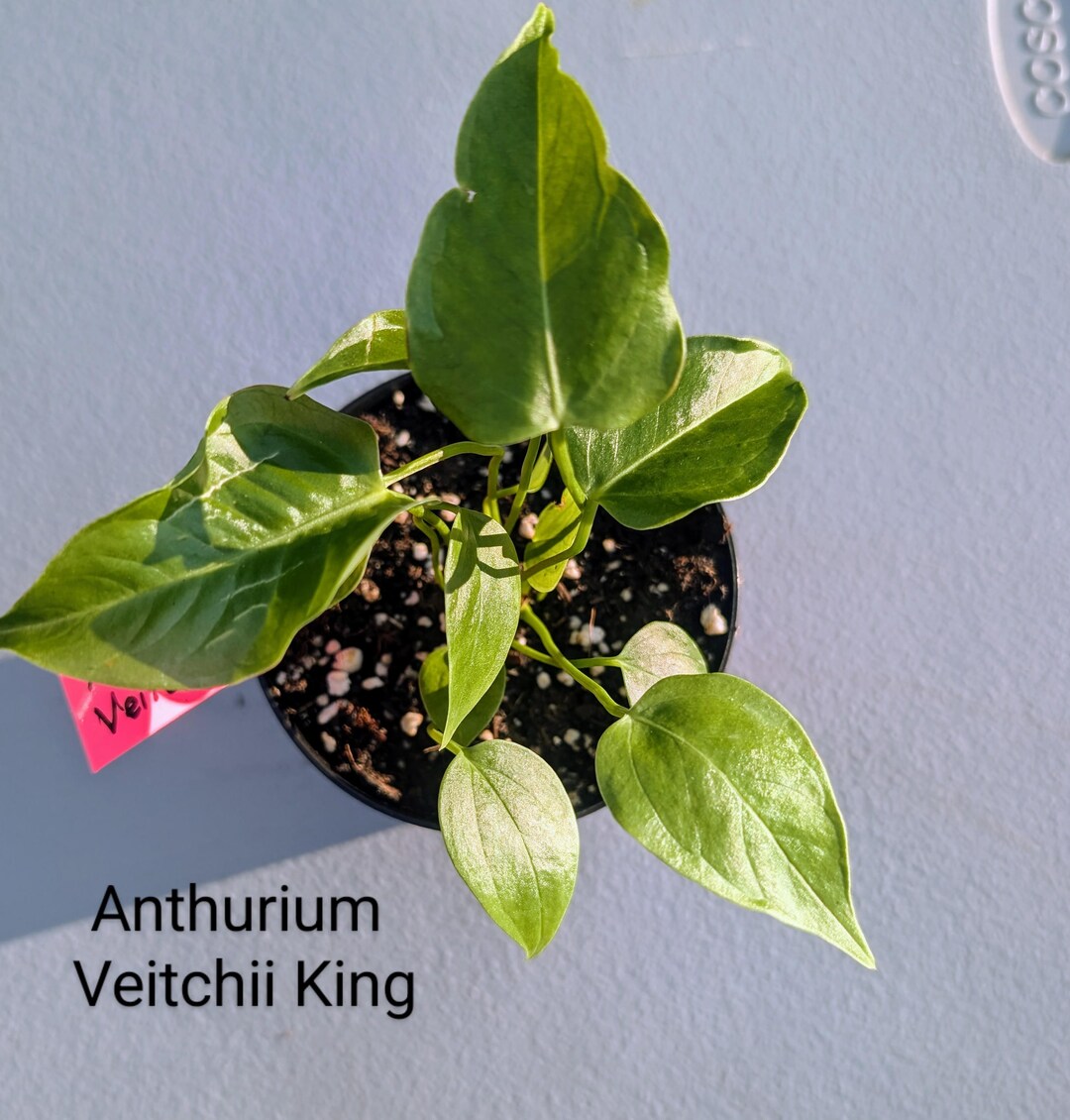 Anthurium Veitchii King Starter Plant - Etsy