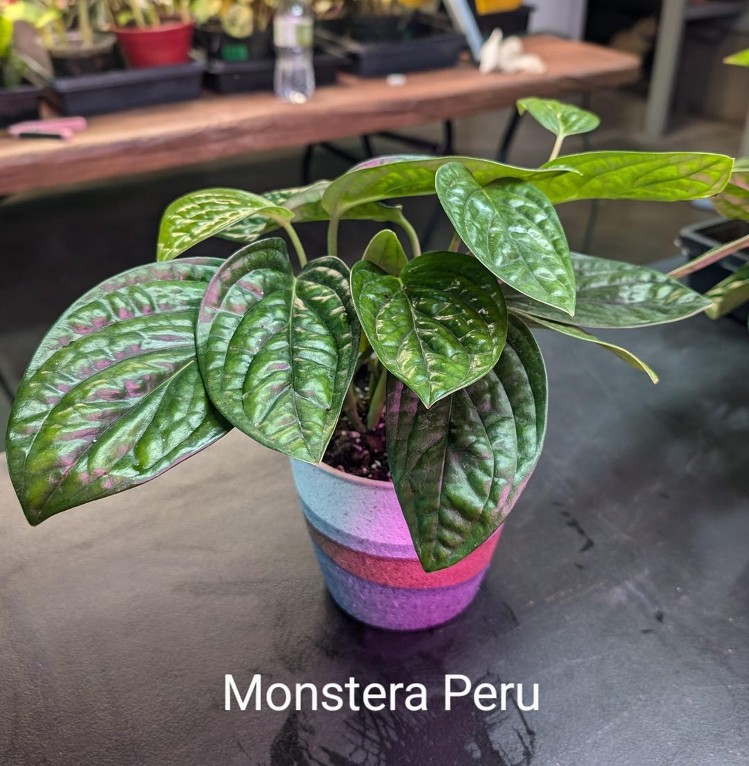 Monstera Peru Plant in 6" Pot - Etsy