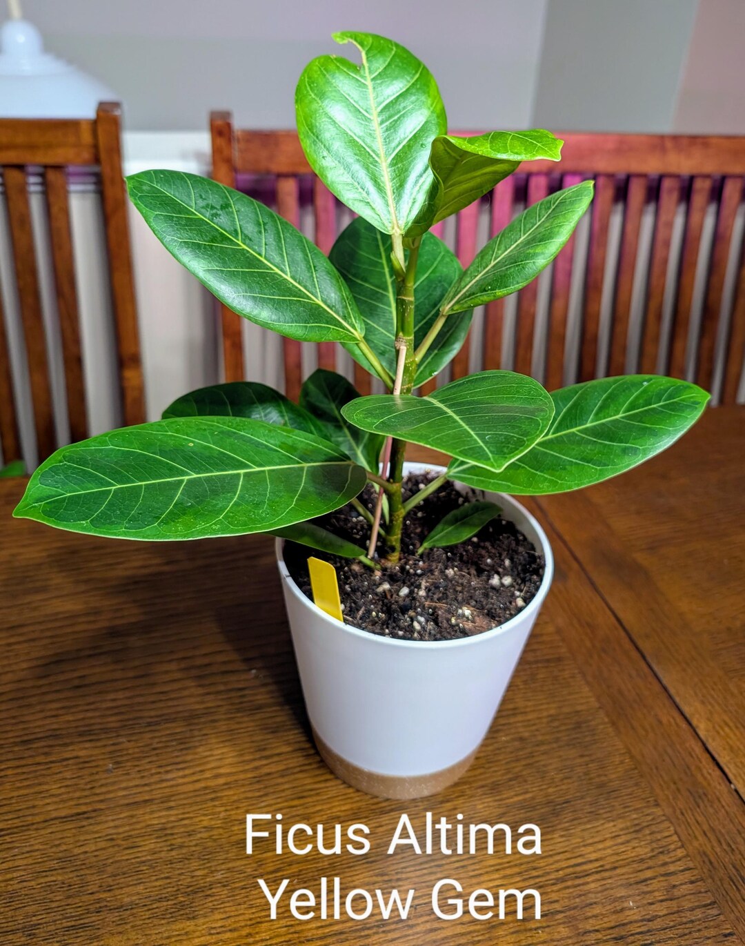 Ficus Altissma Yellow Gem in 6" Pot - Etsy