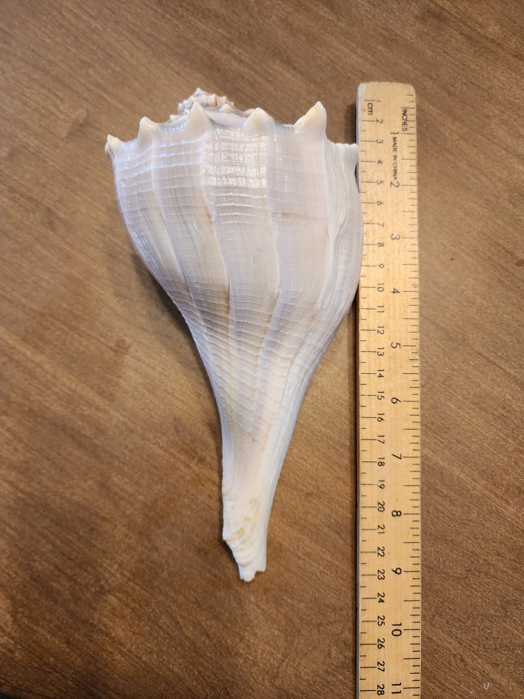 9x4 Florida Lightning Whelk Seashell - Etsy