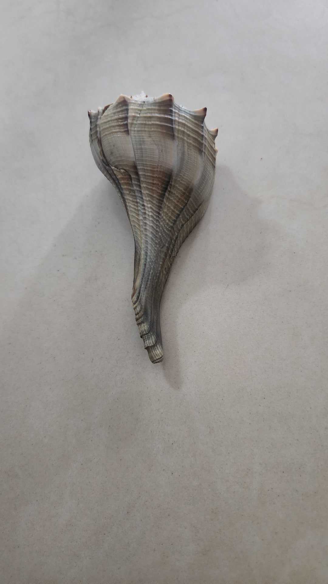 Florida Lightning Whelk Seashell - Etsy