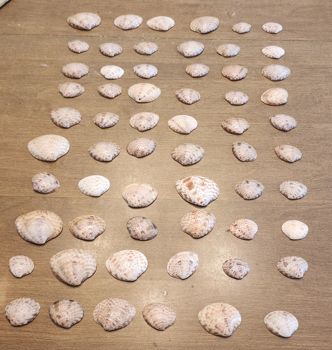 Lot of 60 Calico Clam Seashells - Etsy