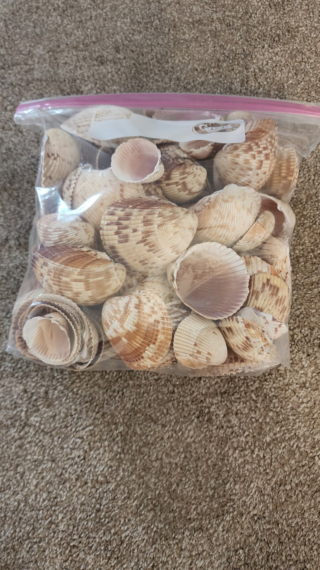 Atlantic Cockle Seashells - Etsy