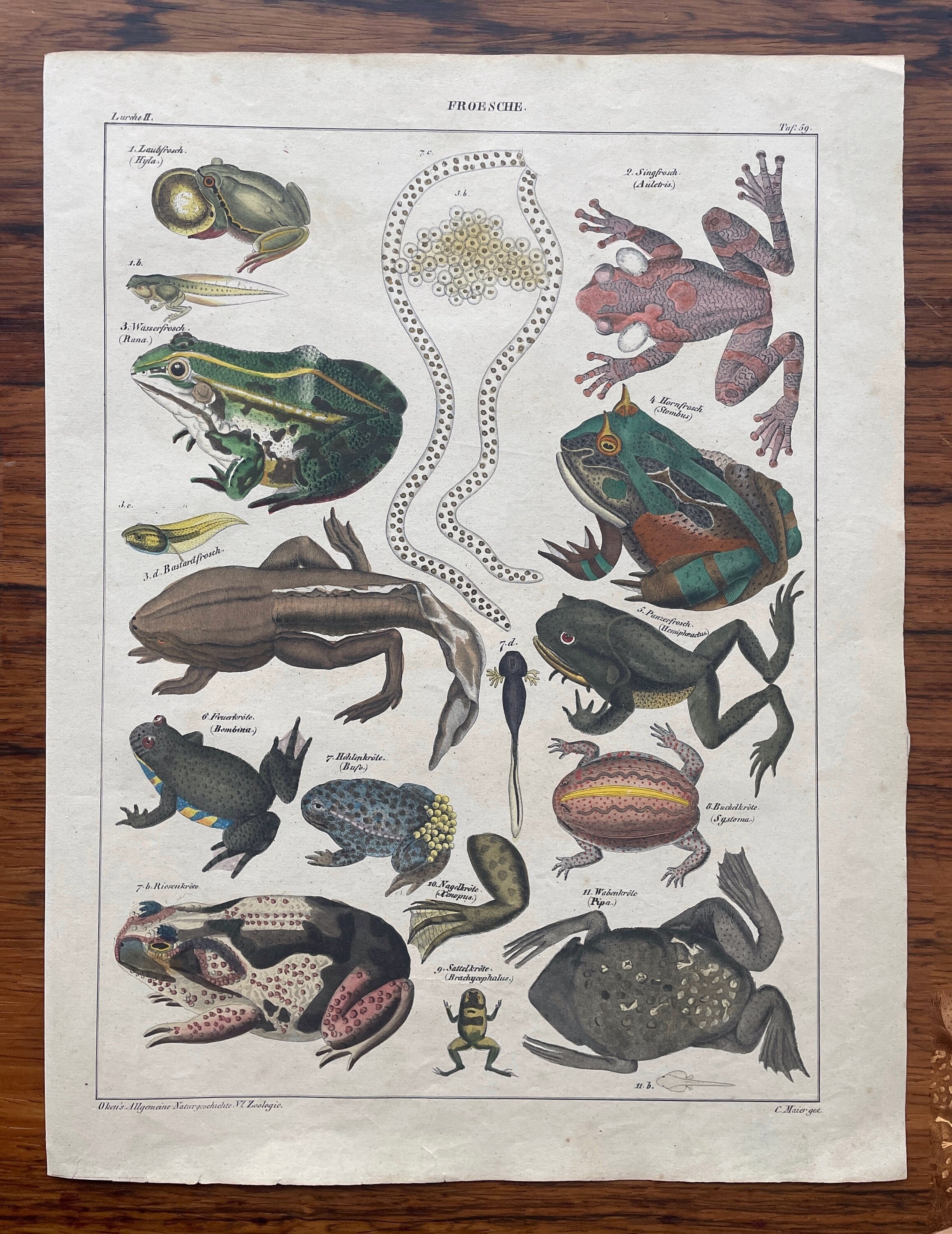 1843 - Hand Colored Lithograph - Frogs and Toads - Tree Frog - Fire ...