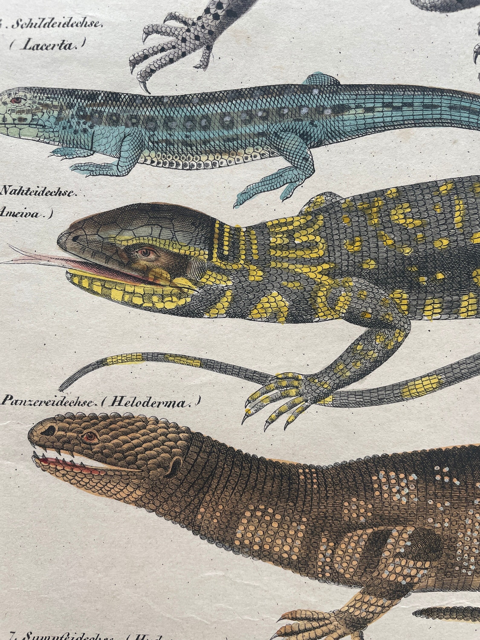 1843 Hand Colored Lithograph Lizards Gila Monster Sailfin Dragon Horned ...