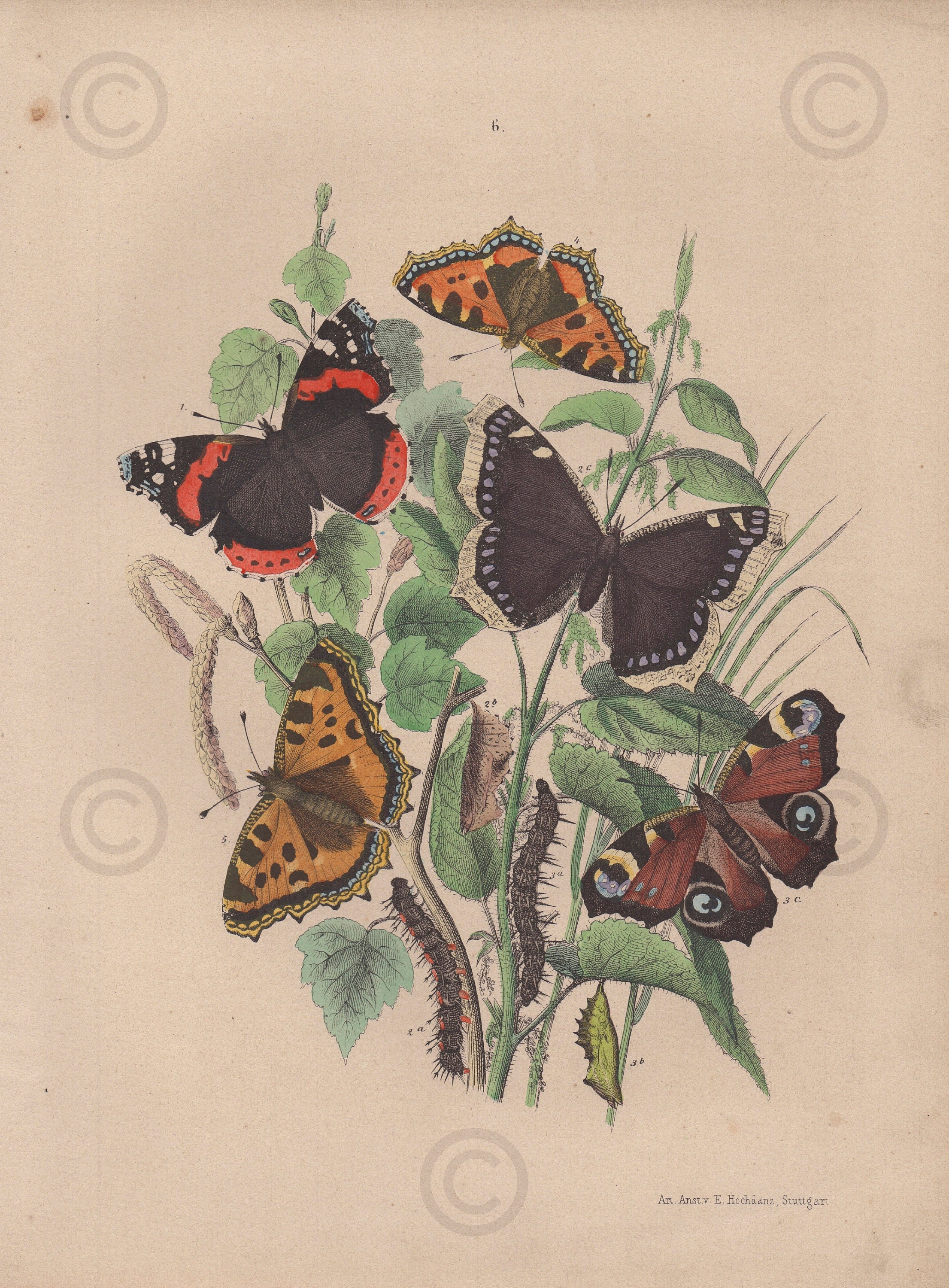1870 Hand Colored Lithograph Butterflies Butterfly Entomology 8 X 11 ...