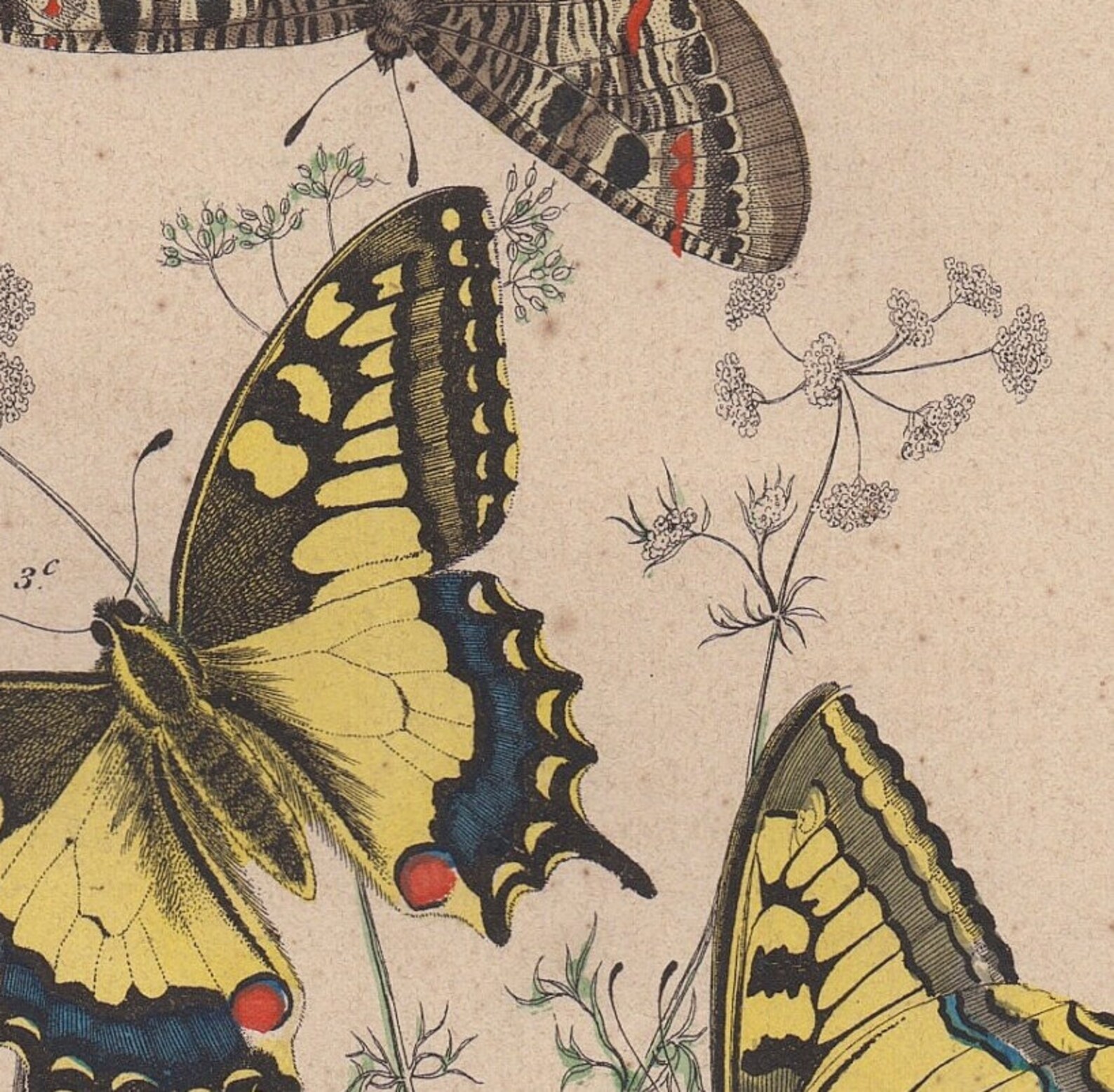 1870 Hand Colored Lithograph Butterflies Butterfly Entomology 8 X 11 ...