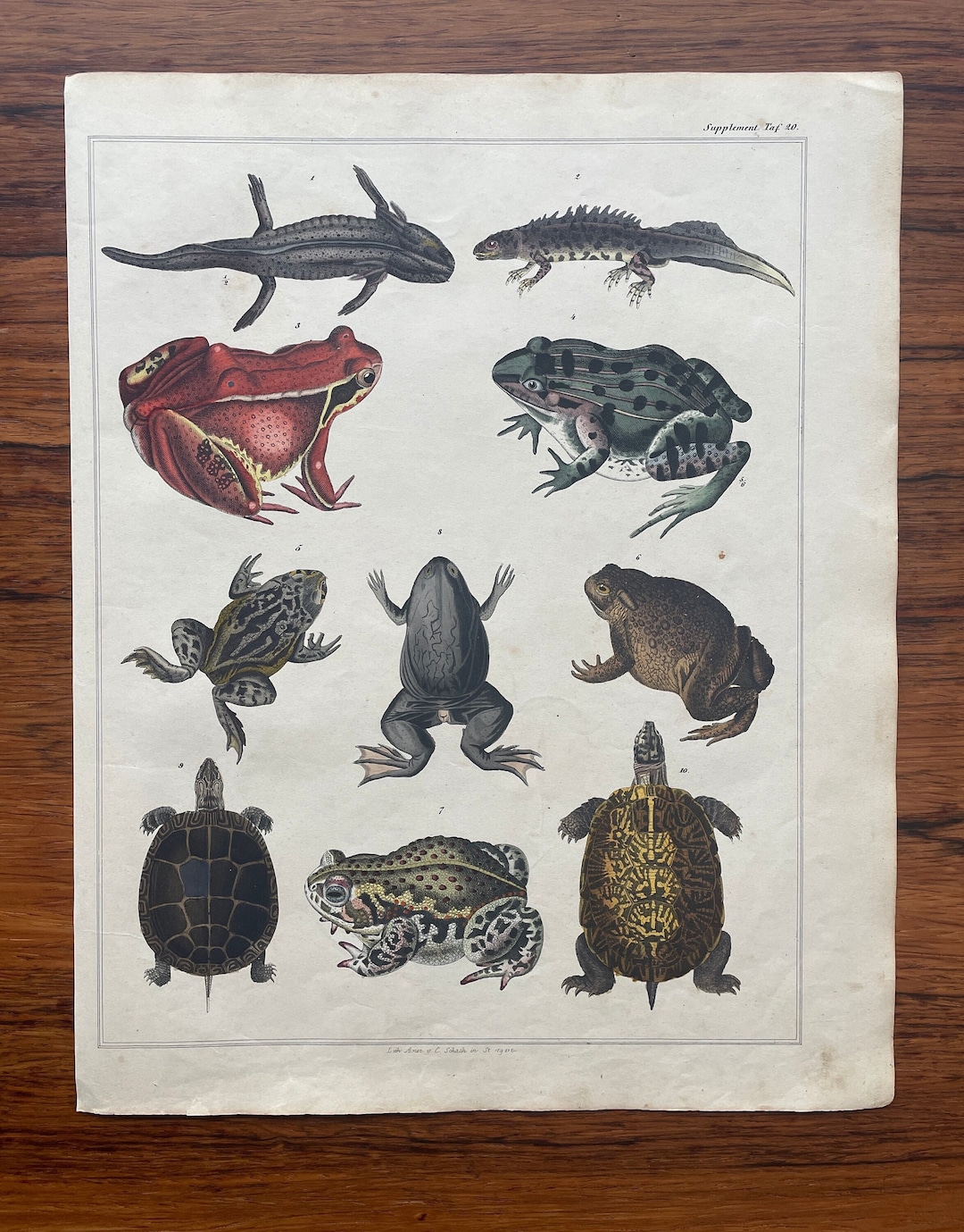Hand Painted Lithograph 1843 Frogs Toads Turtles 10.75 X 13 - Etsy