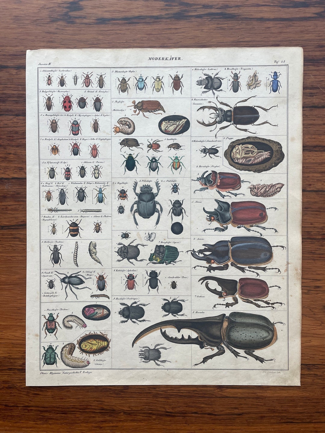 Hand Painted Lithograph 1843 Beetles Rhino Beetle Horned Beetle Insects ...