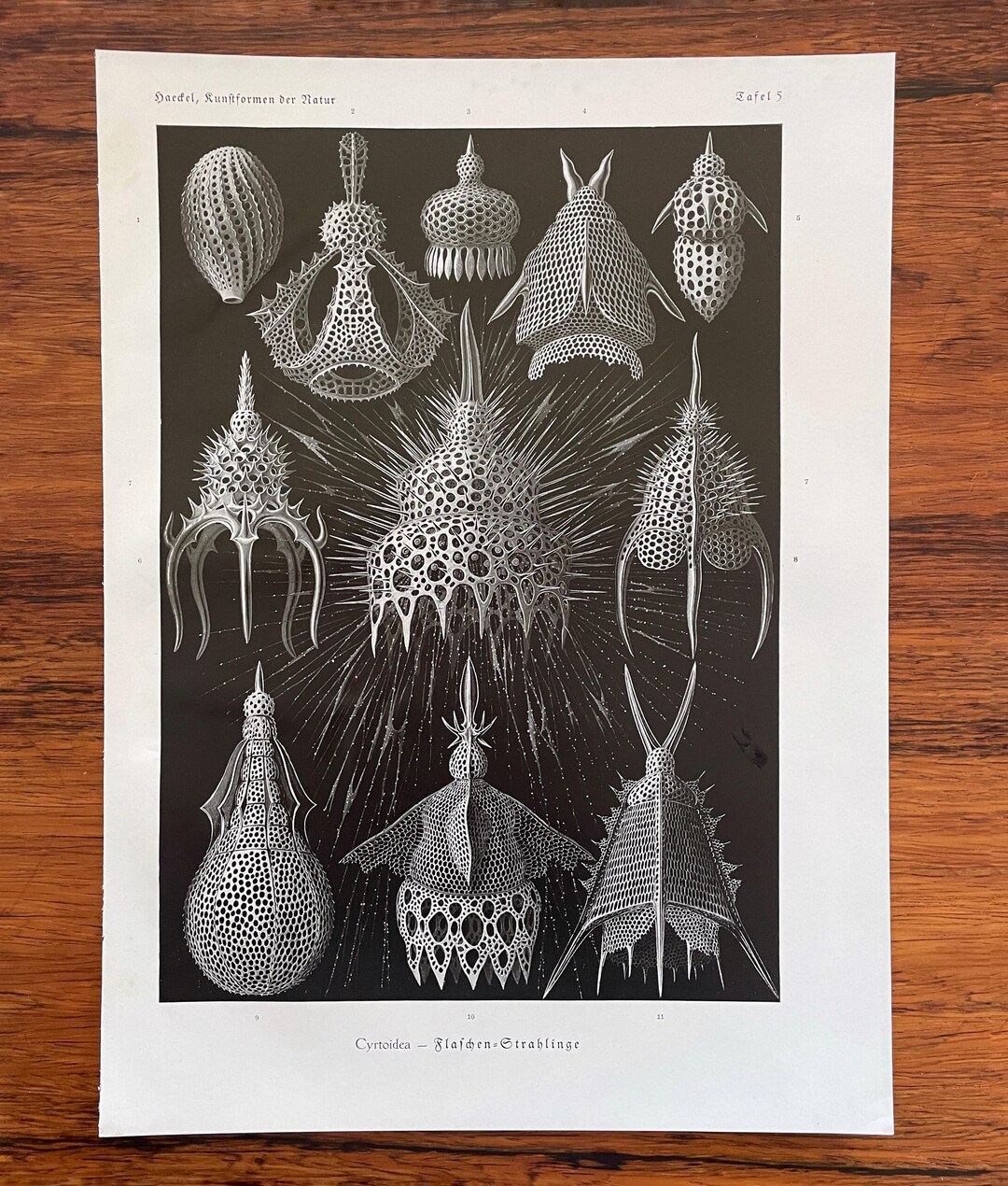 1924 - Ernst Haeckel Original Antique Print - Zooplankton - Cyrtoidea ...