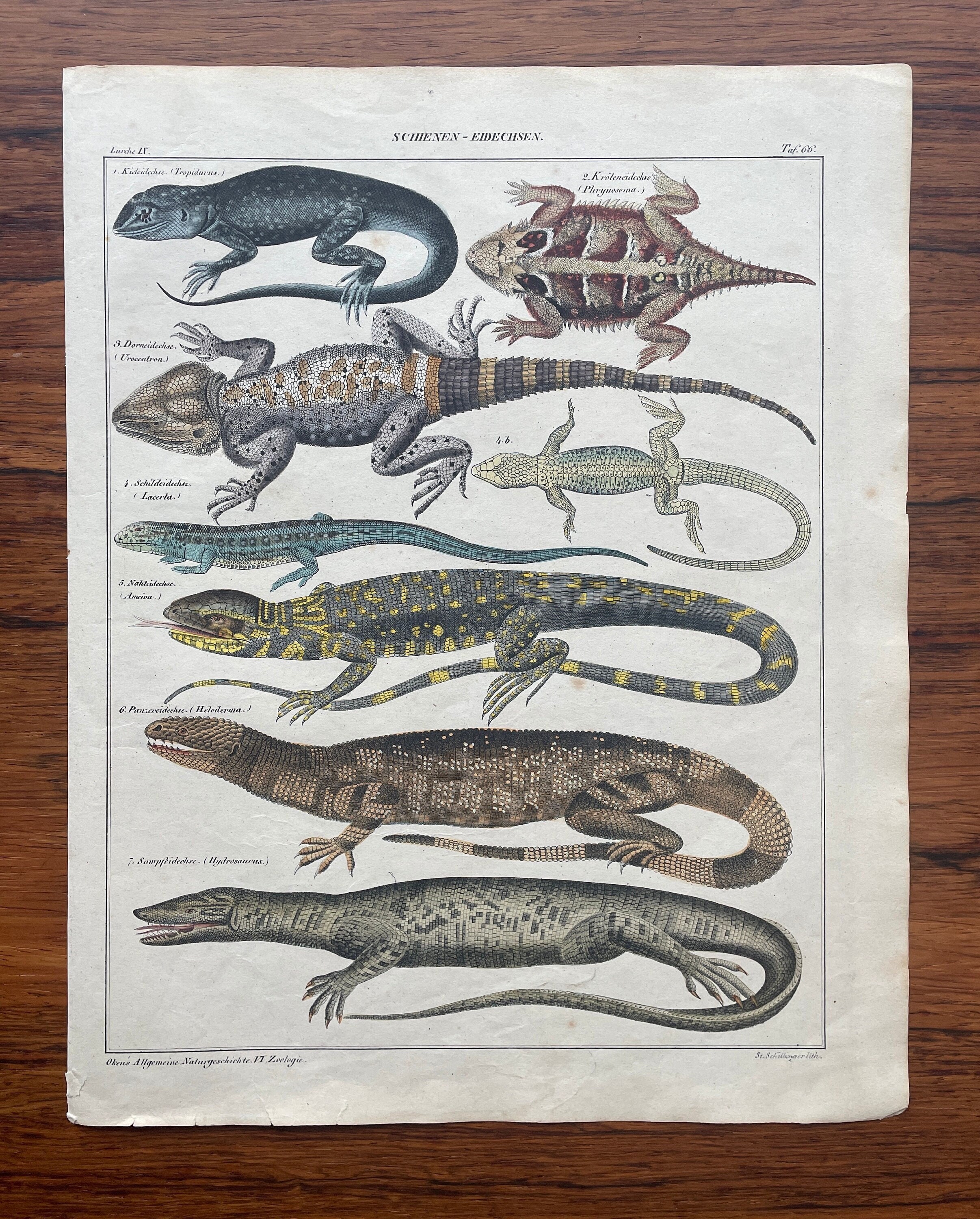 1843 Hand Colored Lithograph Lizards Gila Monster Sailfin Dragon Horned ...