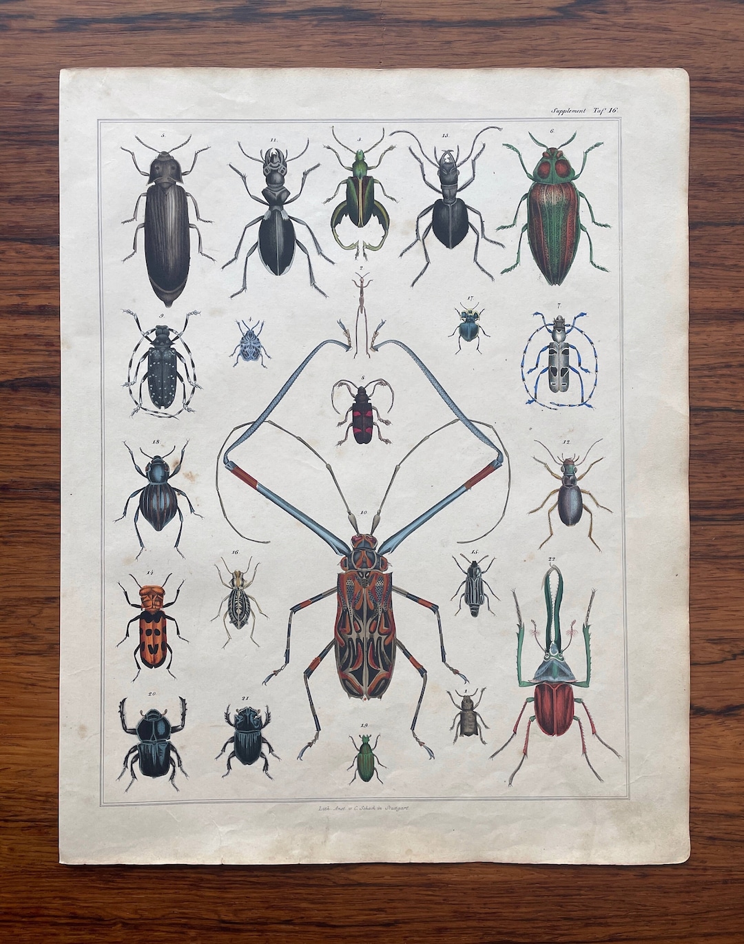 Hand Painted Lithograph 1843 Beetles Insects Bugs 10.75 X 13 - Etsy