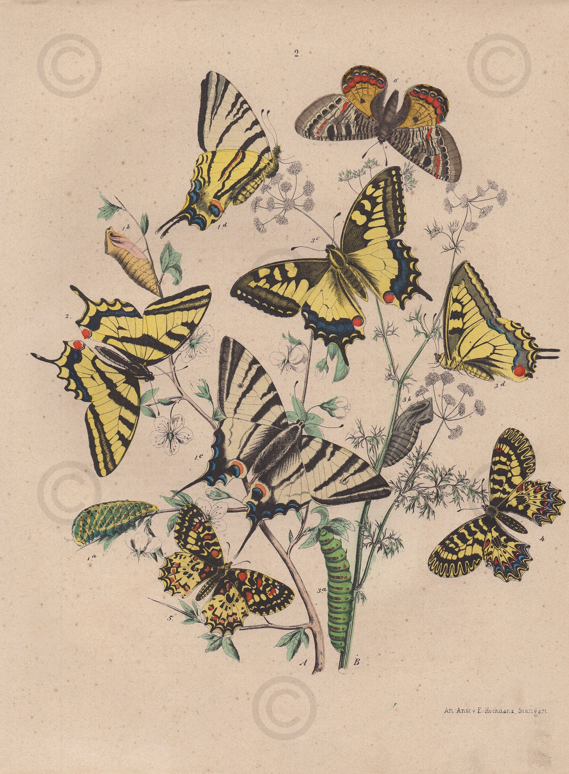 1870 Hand Colored Lithograph Butterflies Butterfly Entomology 8 X 11 ...