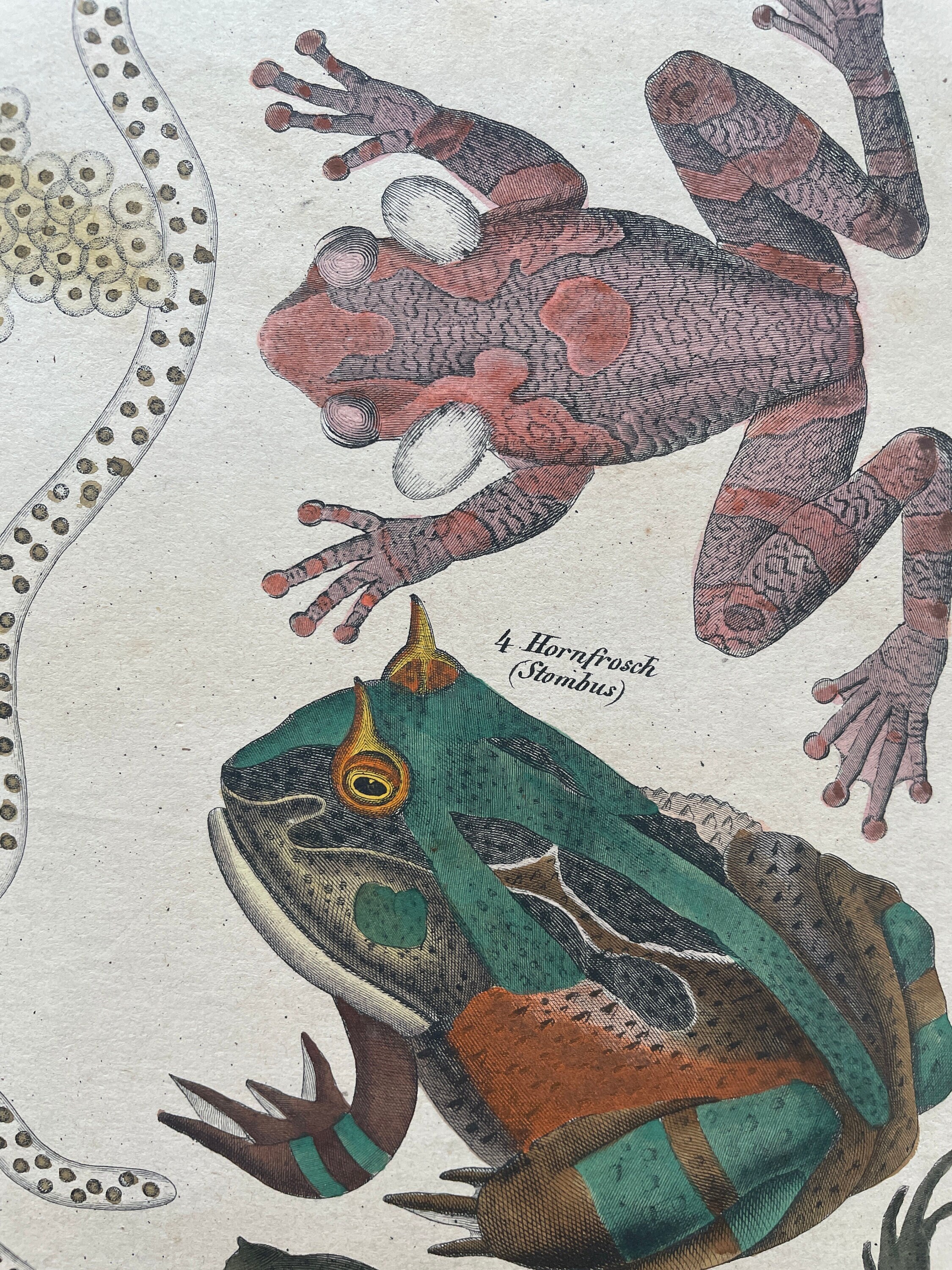 1843 - Hand Colored Lithograph - Frogs and Toads - Tree Frog - Fire ...
