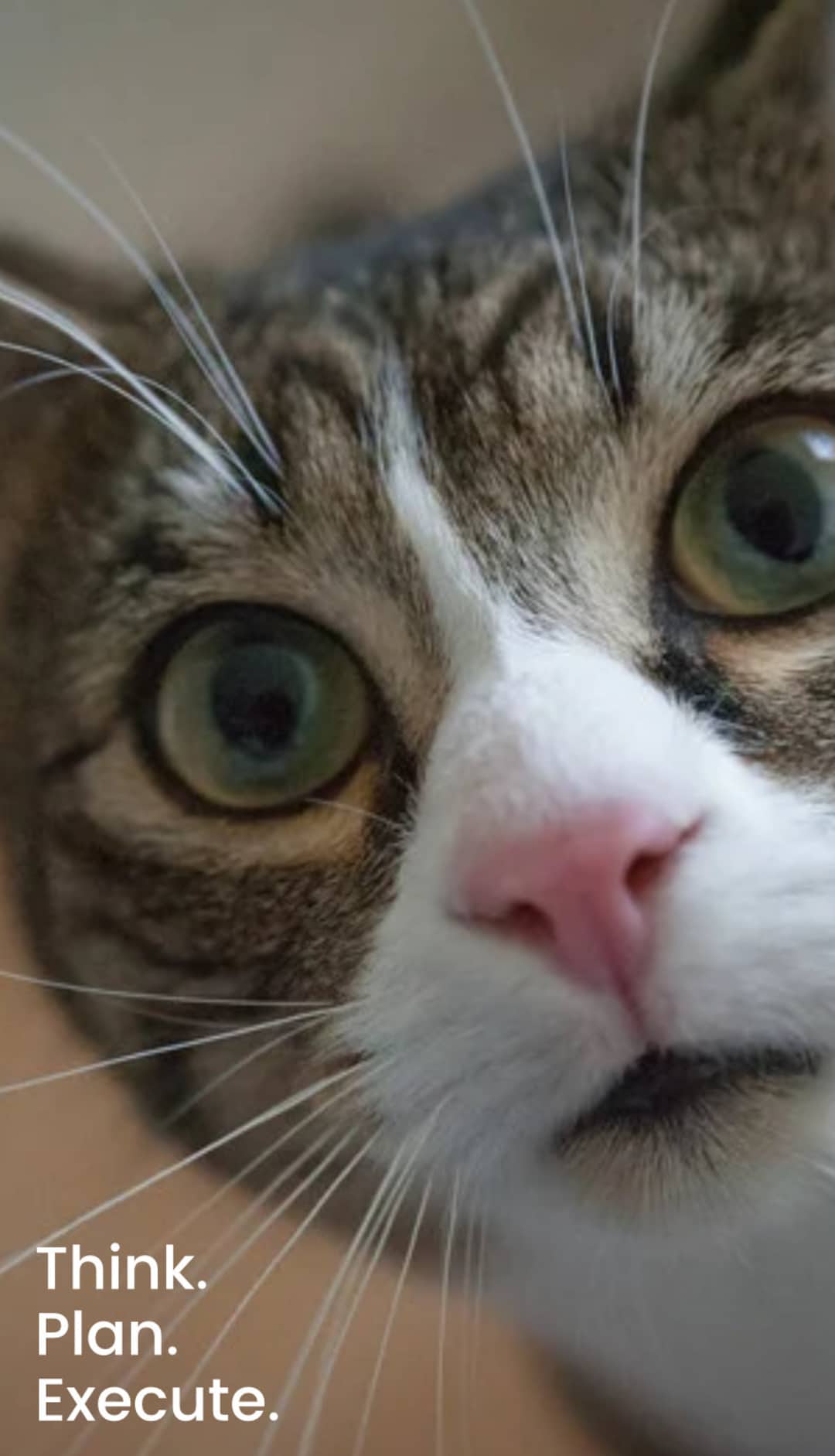 Think, Plan, Execute Cat Themed Wallpaper - Etsy