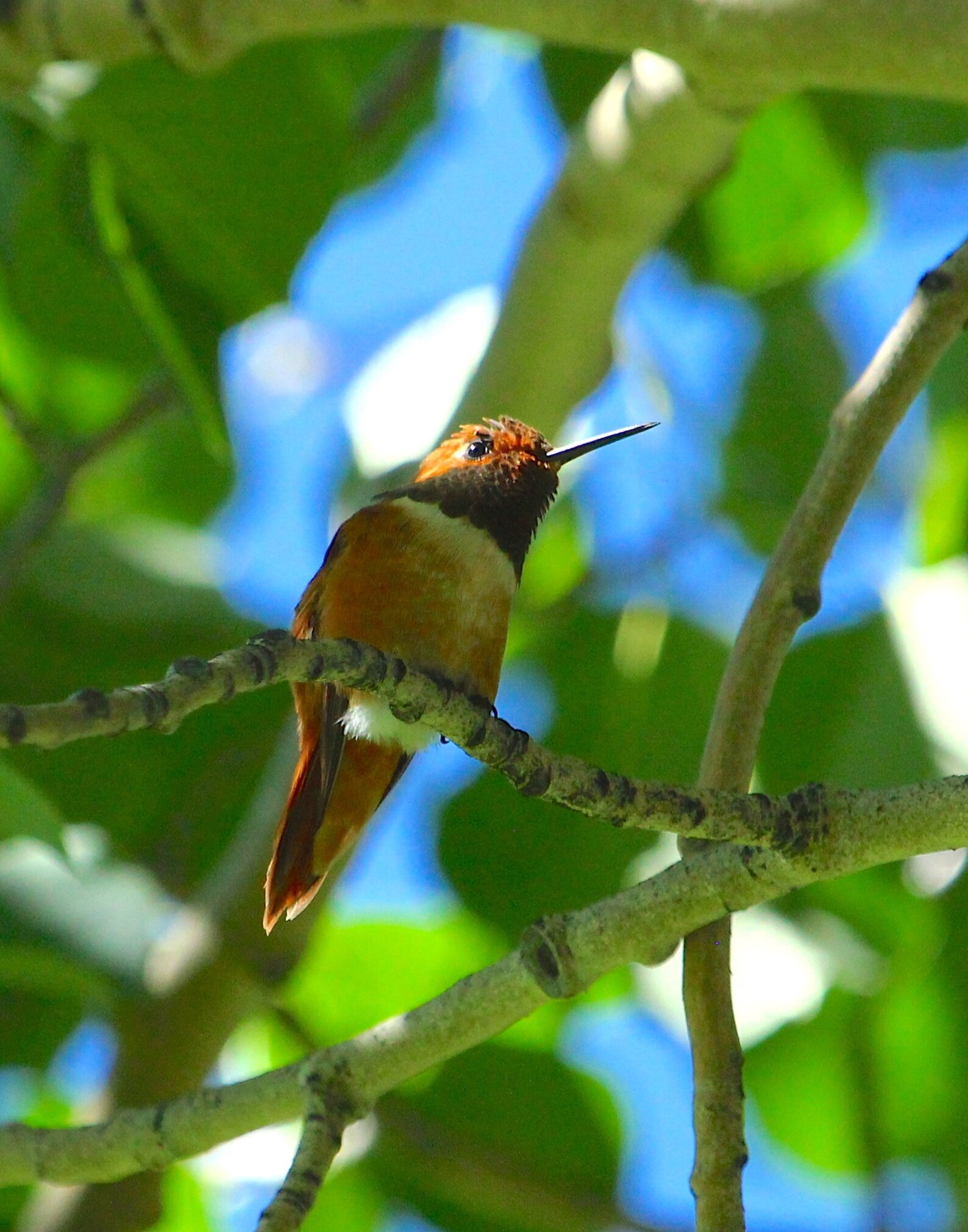 Digital Download Photo: Orange Rufus Hummingbird, Nature Photography ...