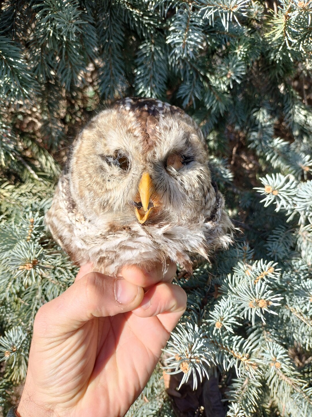 Ethically Sourced Barred Owl Head - Etsy