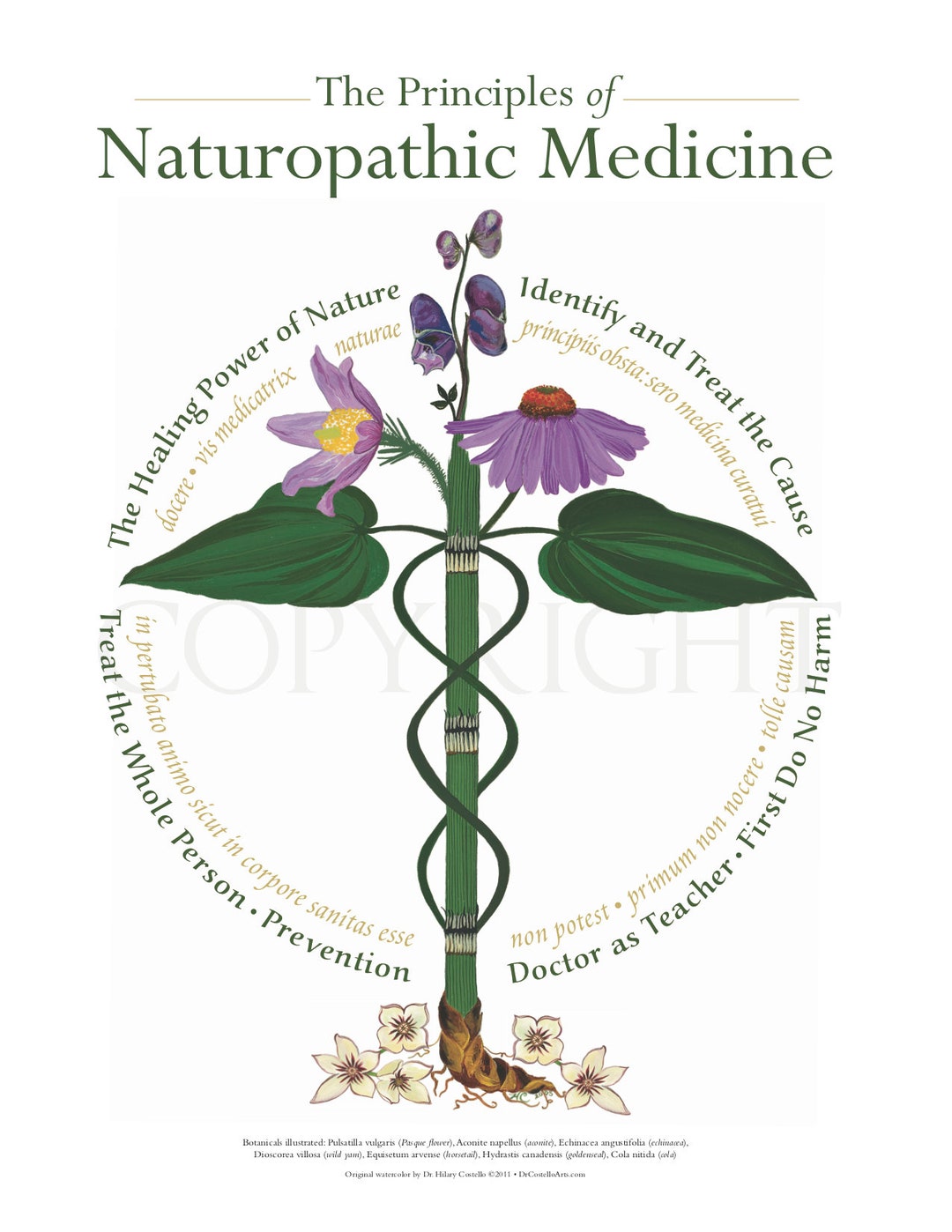 Naturopathic Oath - Etsy