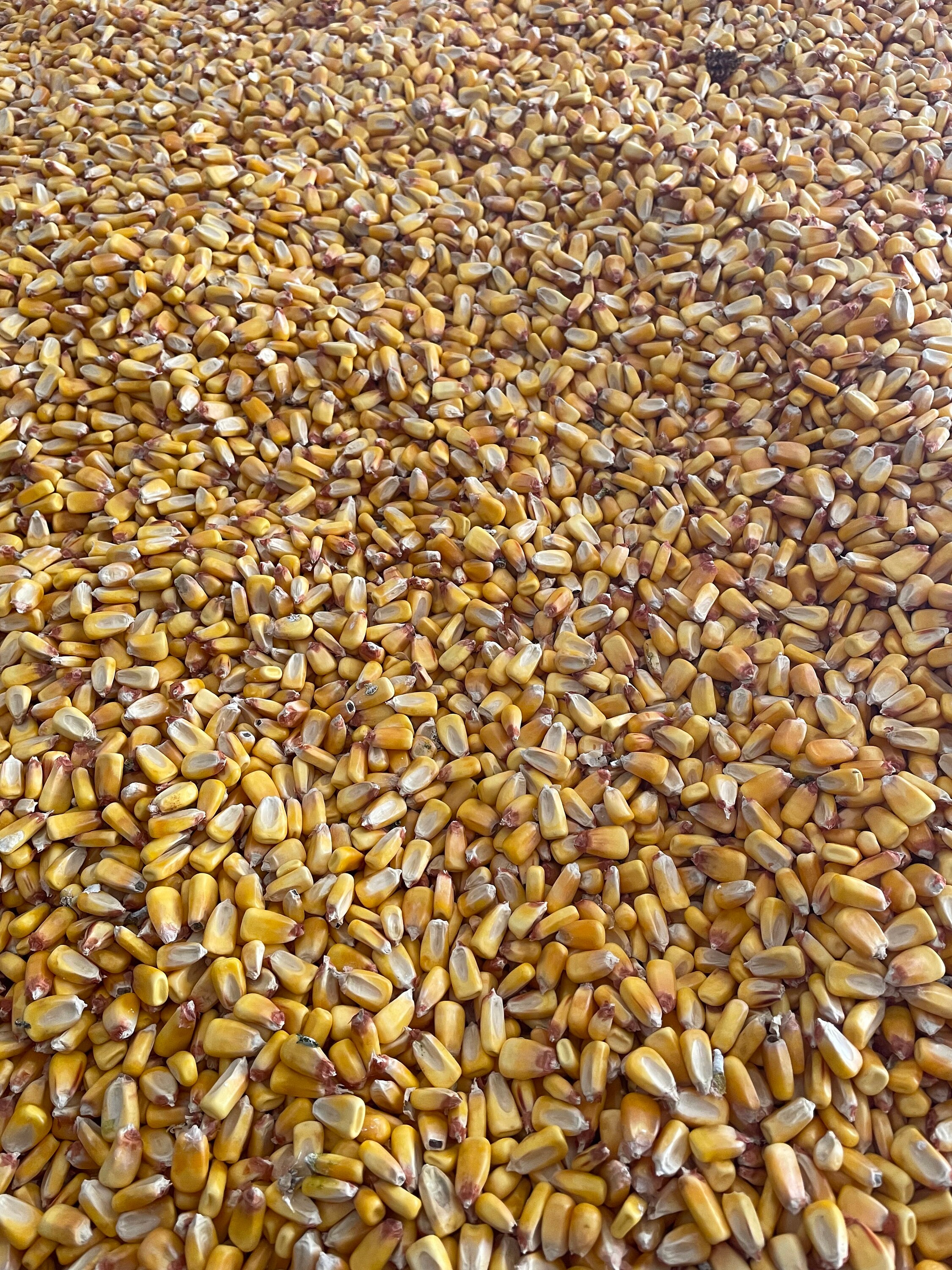 Corn - Whole Kernel, Shelled (5, 10 or 15lb) - Etsy