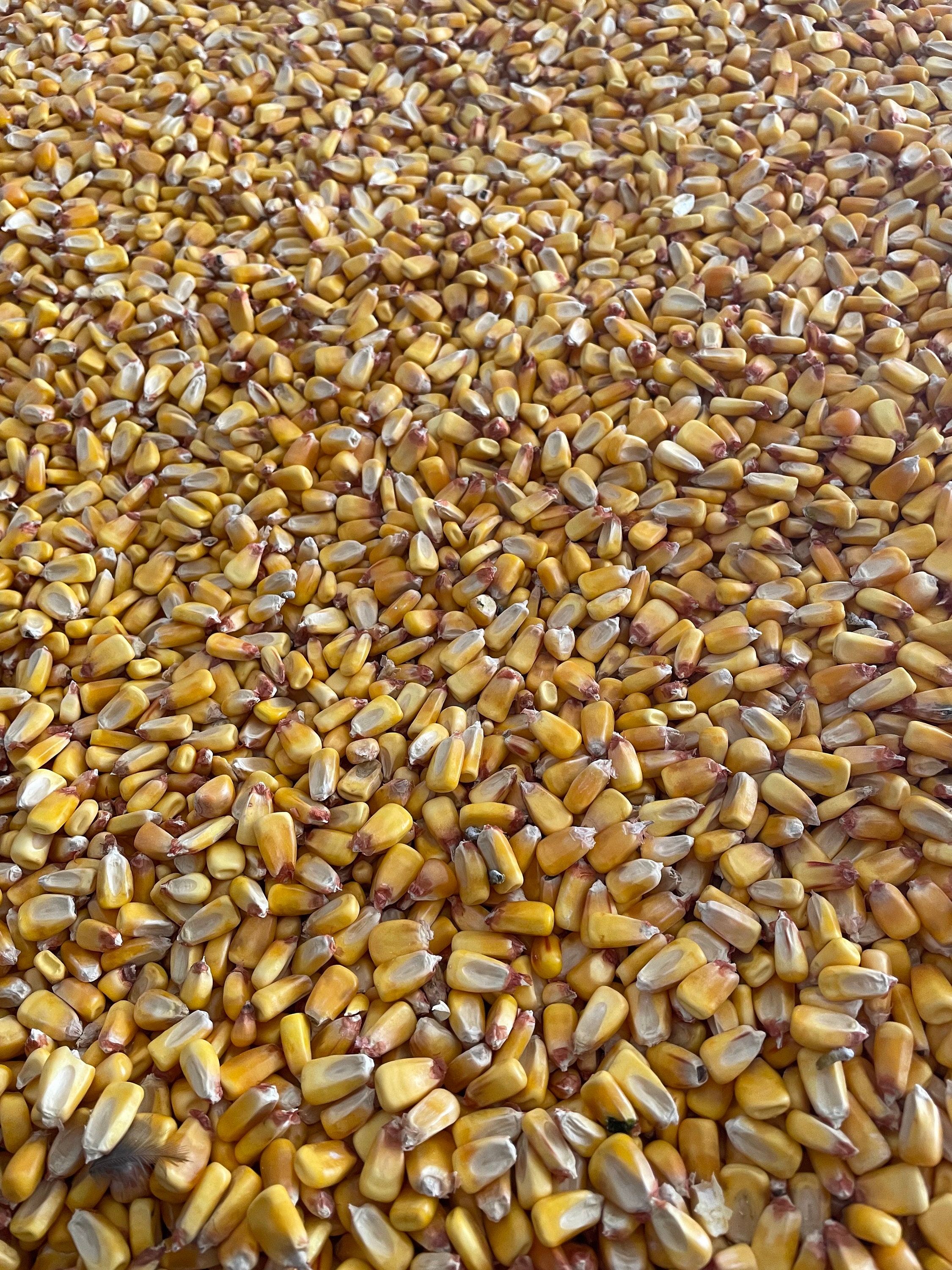 Corn - Whole Kernel, Shelled (5, 10 or 15lb) - Etsy