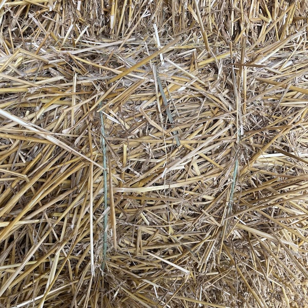 Wheat Straw - Etsy