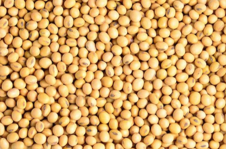 Yellow Soybeans (5, 10 or 15lb) - Etsy