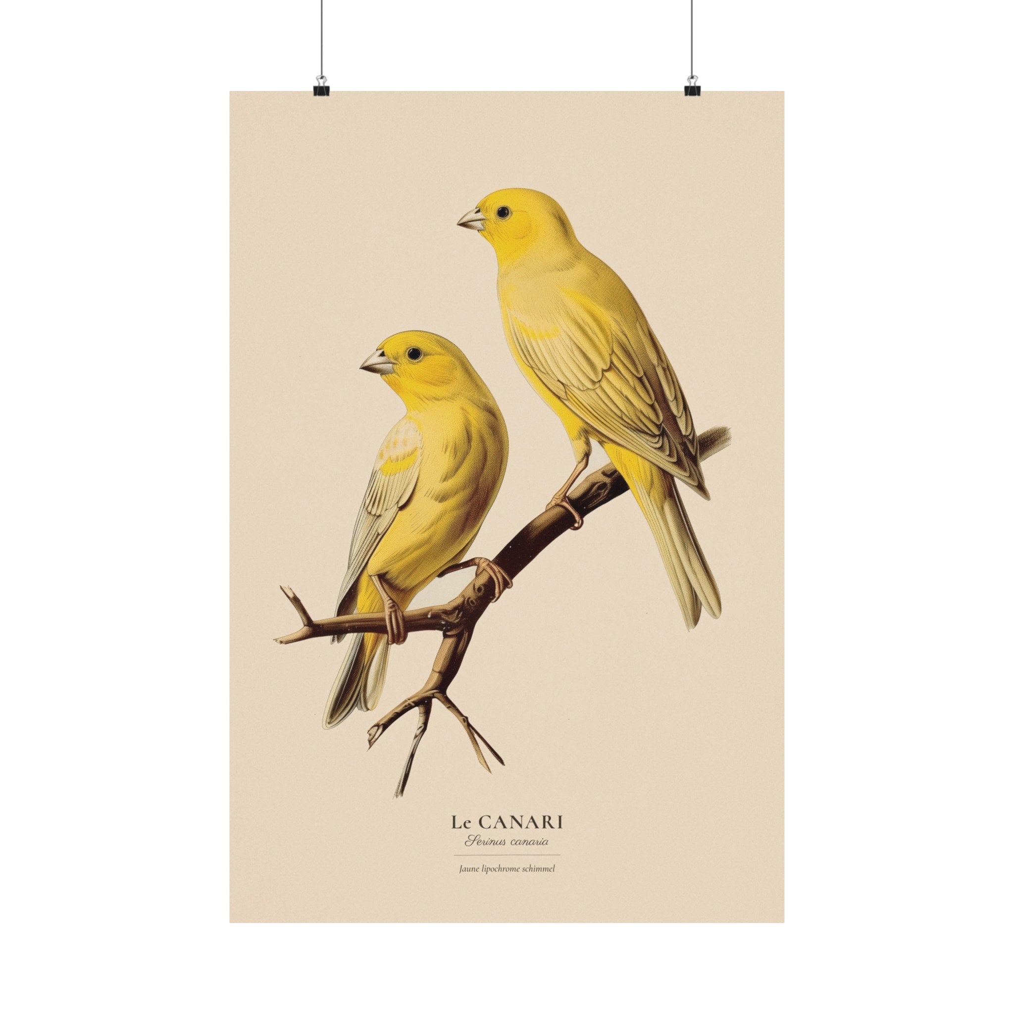 Yellow Canary Birds - Vintage Scientific Illustration Style Aesthetic ...