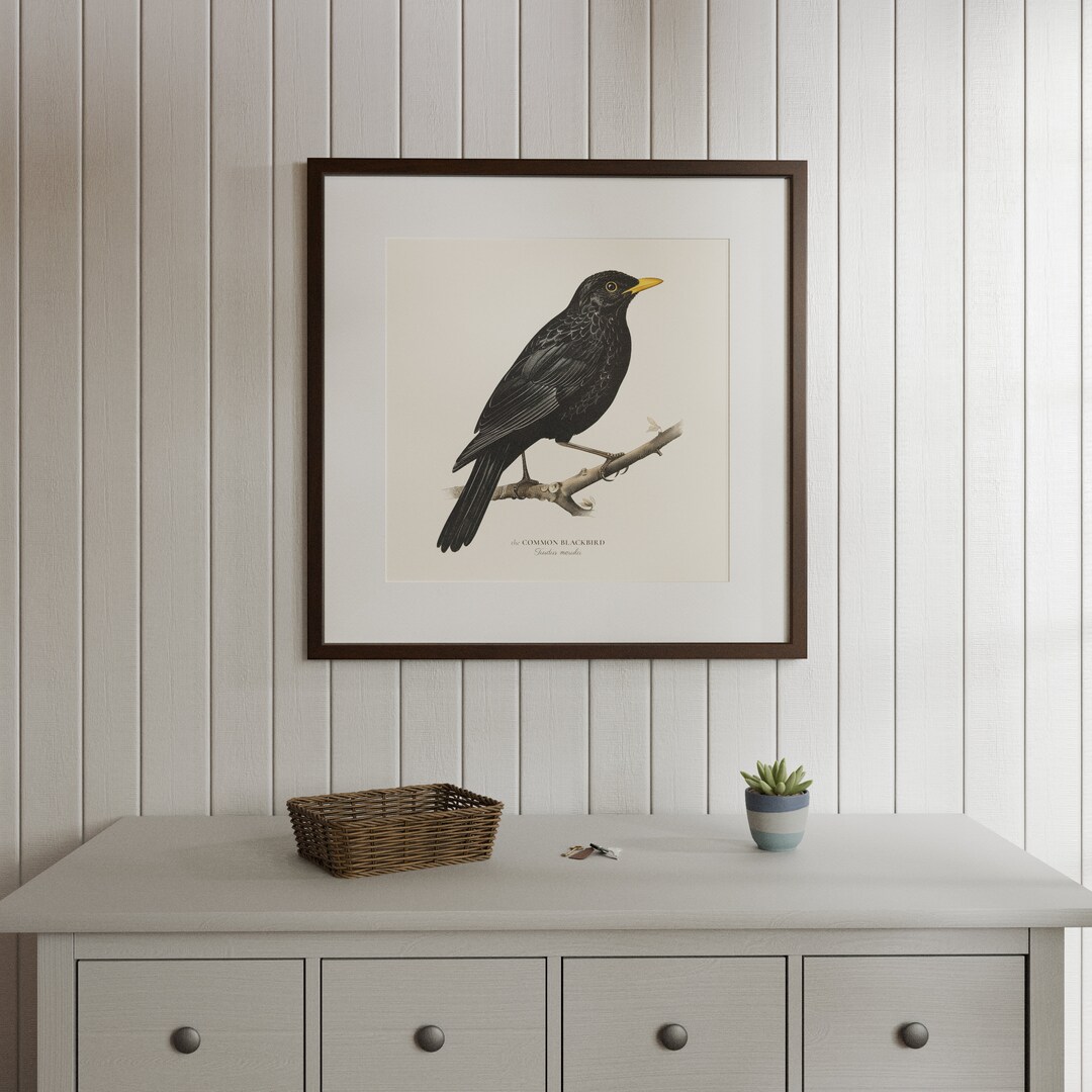 The Common Blackbird True Trush Bird - Vintage Scientific Illustration ...
