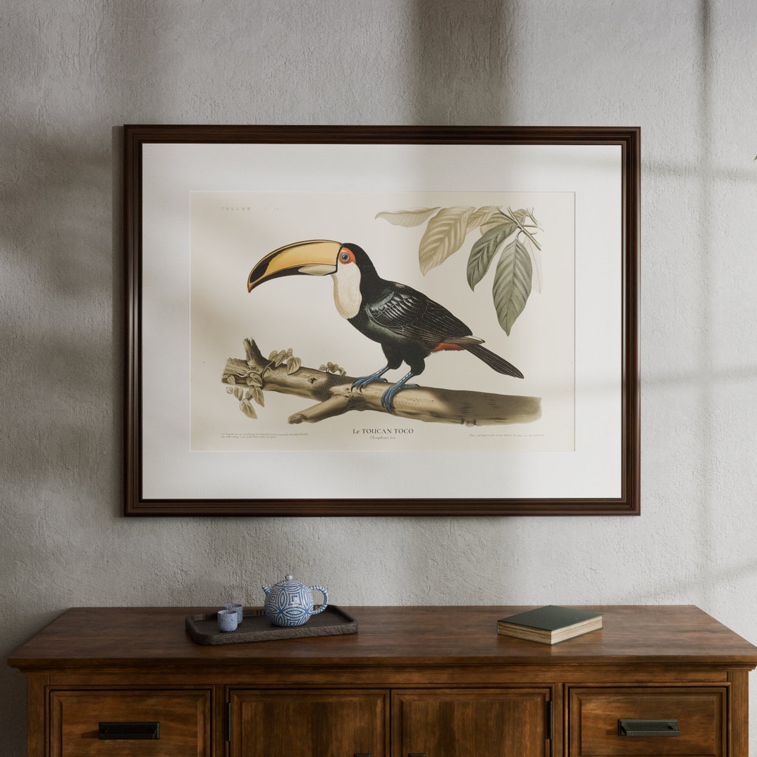 Toucan Tropical Bird - Vintage Scientific Illustration Style Aesthetic ...