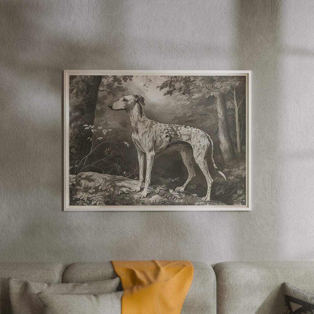 Vintage Canine Elegance: English Whippet Engraved Illustration ...